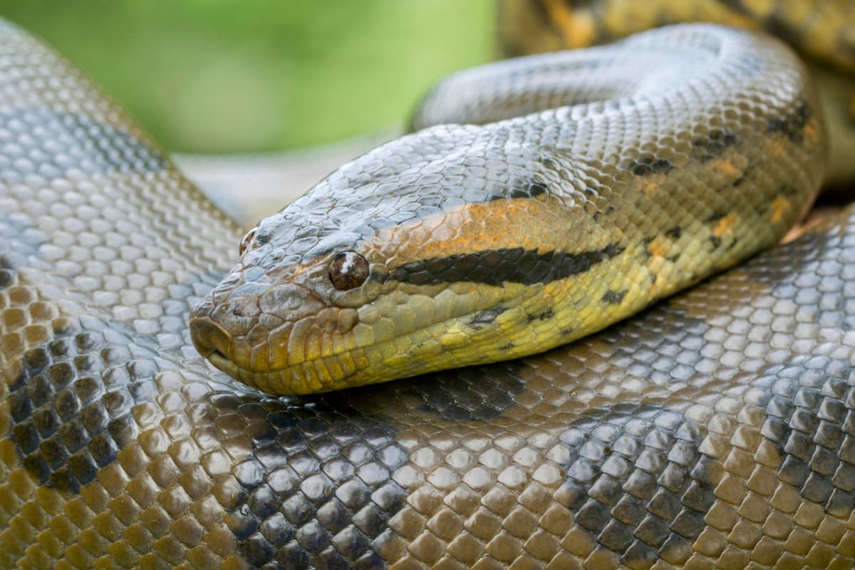 Il dormait chaque nuit avec un python… jusqu’à ce que tout bascule